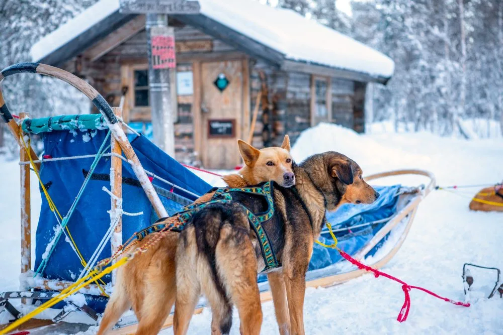 Hundspann ᐅ Ett fjälläventyr med hundsläde | Stöten® i Sälen